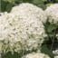Designing with Seaside Serenade Hydrangeas - Pahl's Market - Apple ...