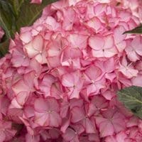 Designing with Seaside Serenade Hydrangeas - Pahl's Market - Apple ...