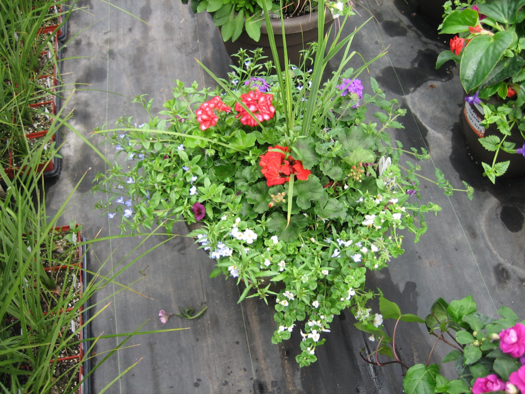 Pre-Order Moss Baskets - Pahl's Market - Apple Valley, MN