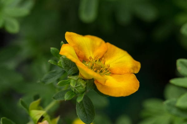 Mandarin Tango Potentilla - Pahl's Market - Apple Valley, MN