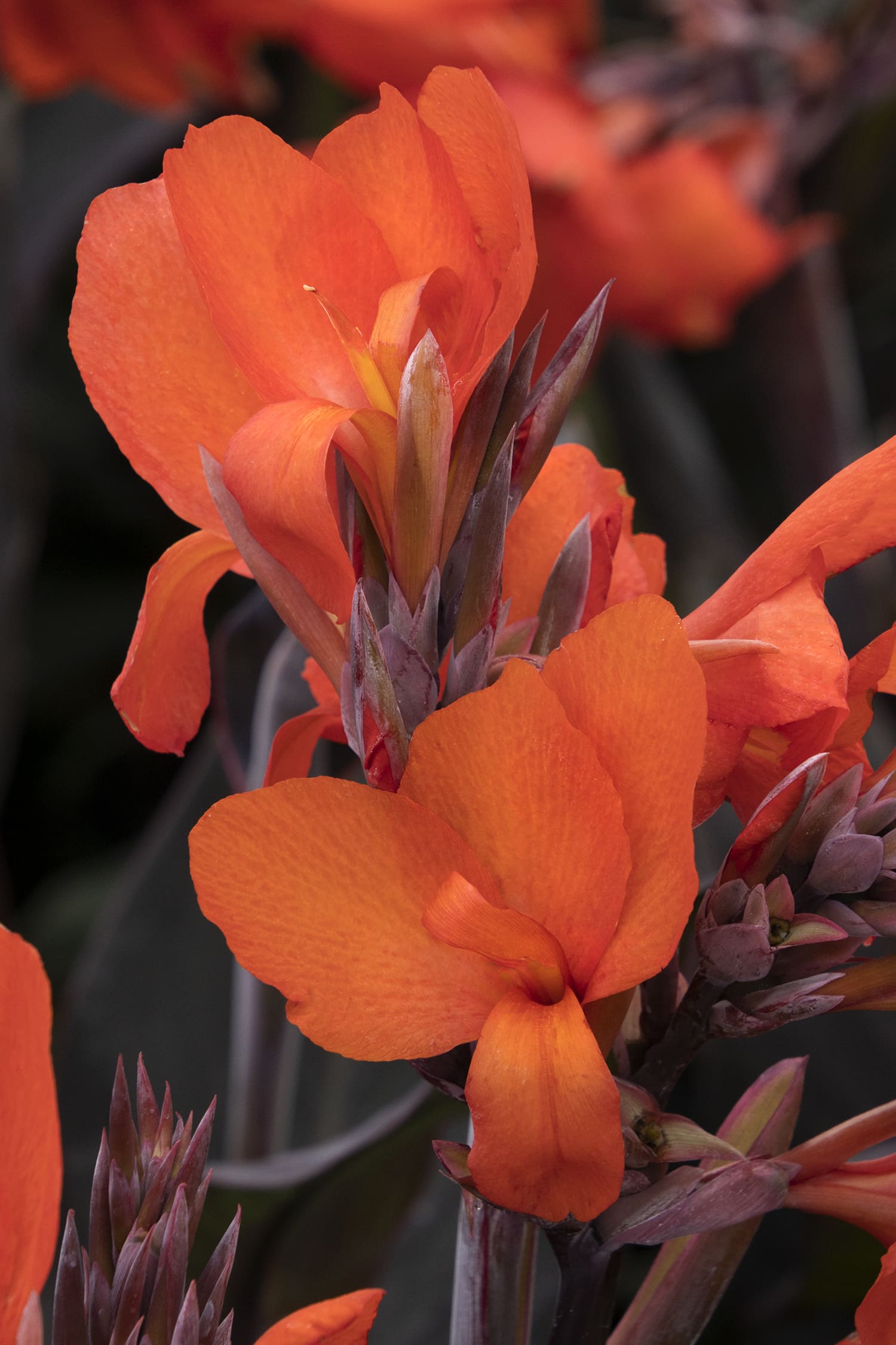 Cannova Bronze Orange Canna - Plant Library - Pahl's Market - Apple ...