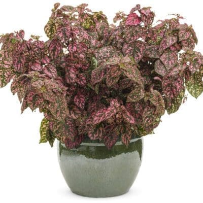 Hippo Rose Hypoestes - Pahl's Market - Apple Valley, MN