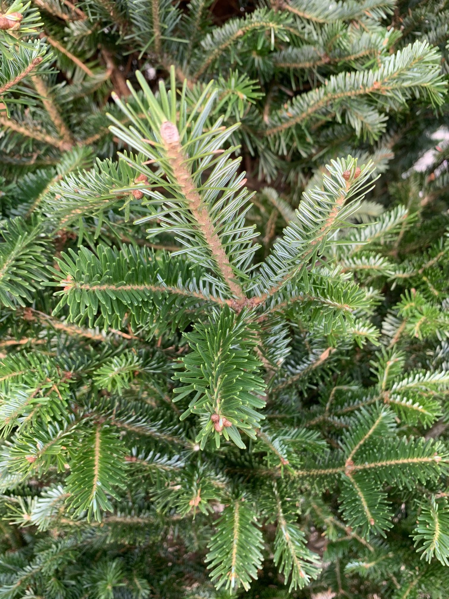 5 5 11 Fraser Fir Christmas Trees Pahl s Market Apple Valley MN 5 5 11 Fraser Fir Christmas Trees Pahl s Market Apple Valley MN
