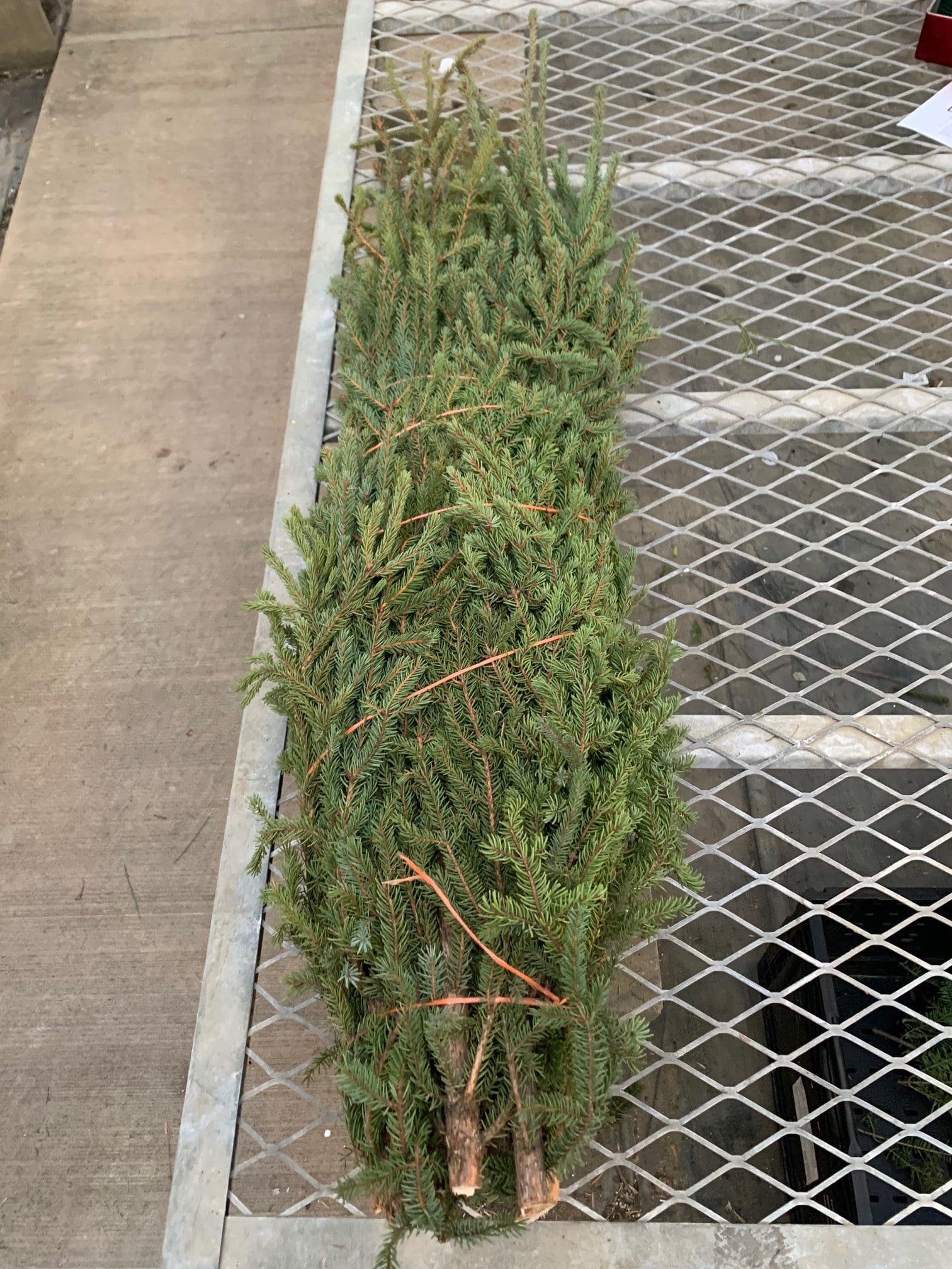 Spruce Tips - Bundle Of 10 Regular Size - Pahl's Market - Apple Valley, MN