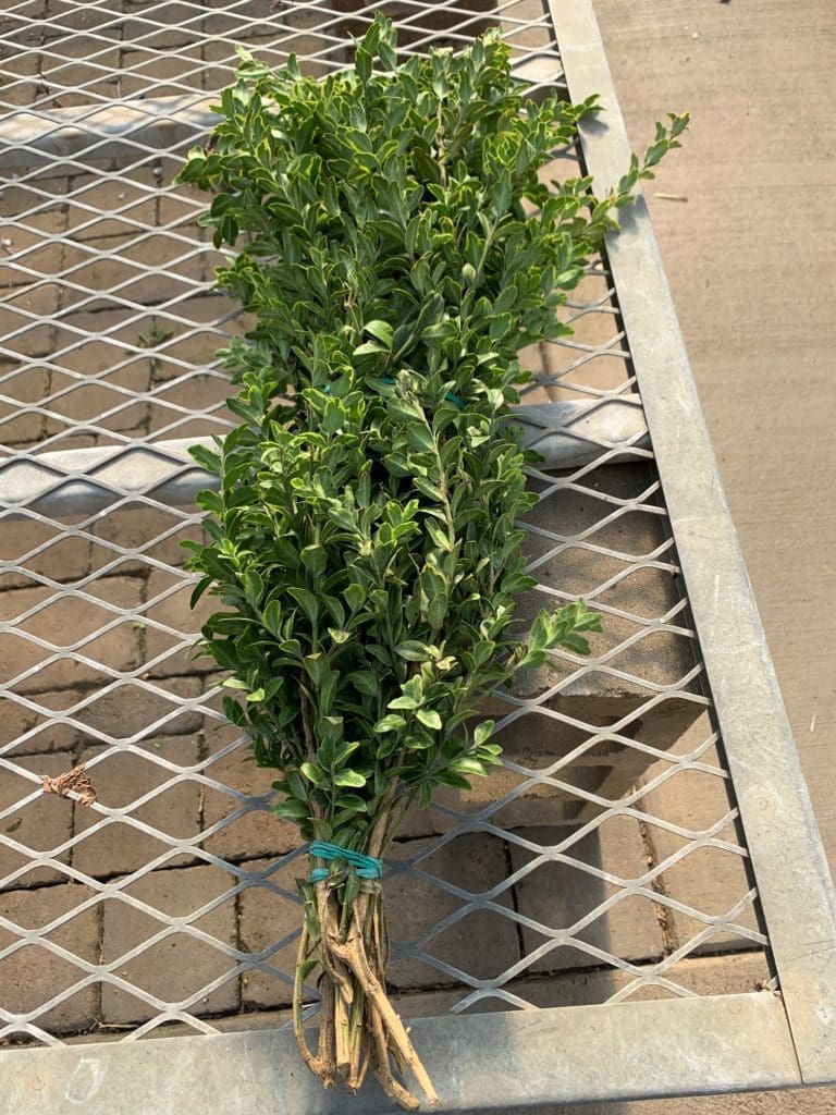 OREGONIA PER BUNCH - Pahl's Market - Apple Valley, MN