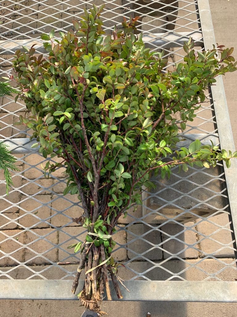 RED HUCKLEBERRY PER BUNCH - Pahl's Market - Apple Valley, MN