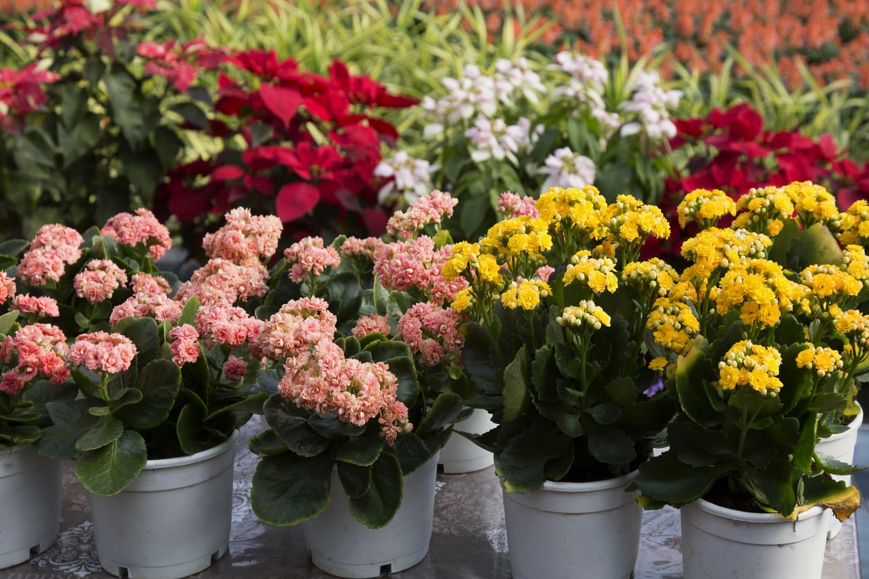 Fall Fundraiser: Order Your Flowers Online