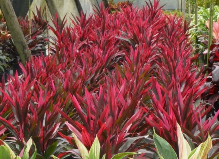 Red Pepper Cordyline - Pahl's Market - Apple Valley, MN