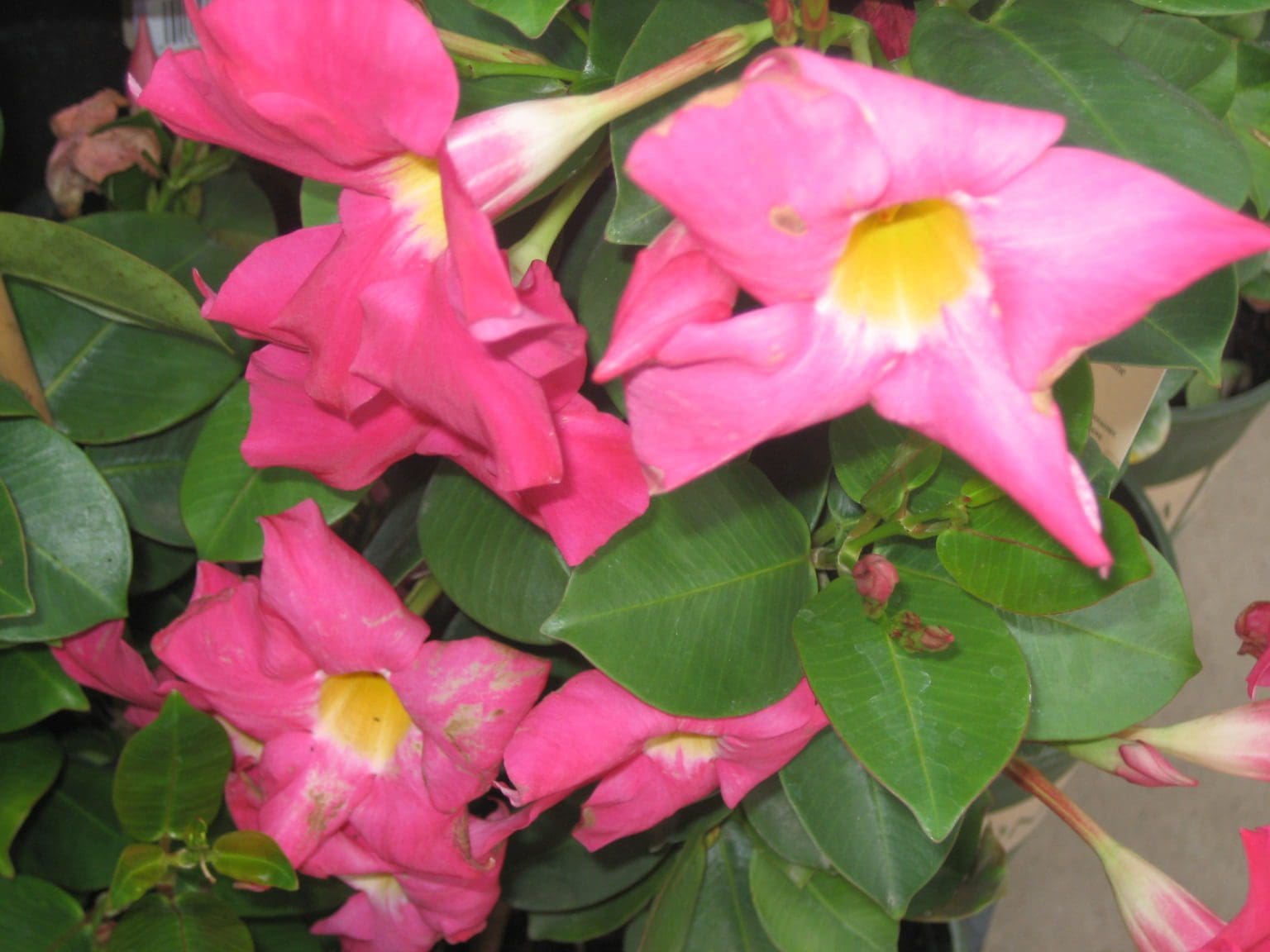 Pink Bush Dipladenia - Pahl's Market - Apple Valley, MN
