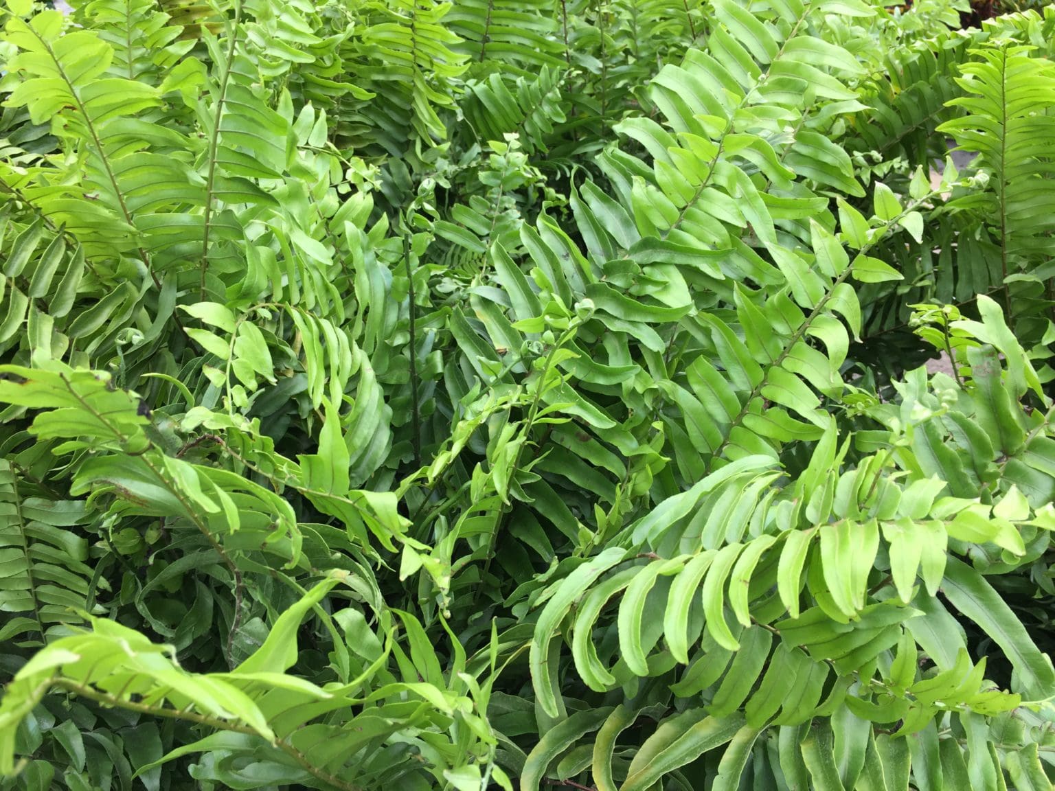 Kimberly Queen Fern - Pahl's Market - Apple Valley, MN
