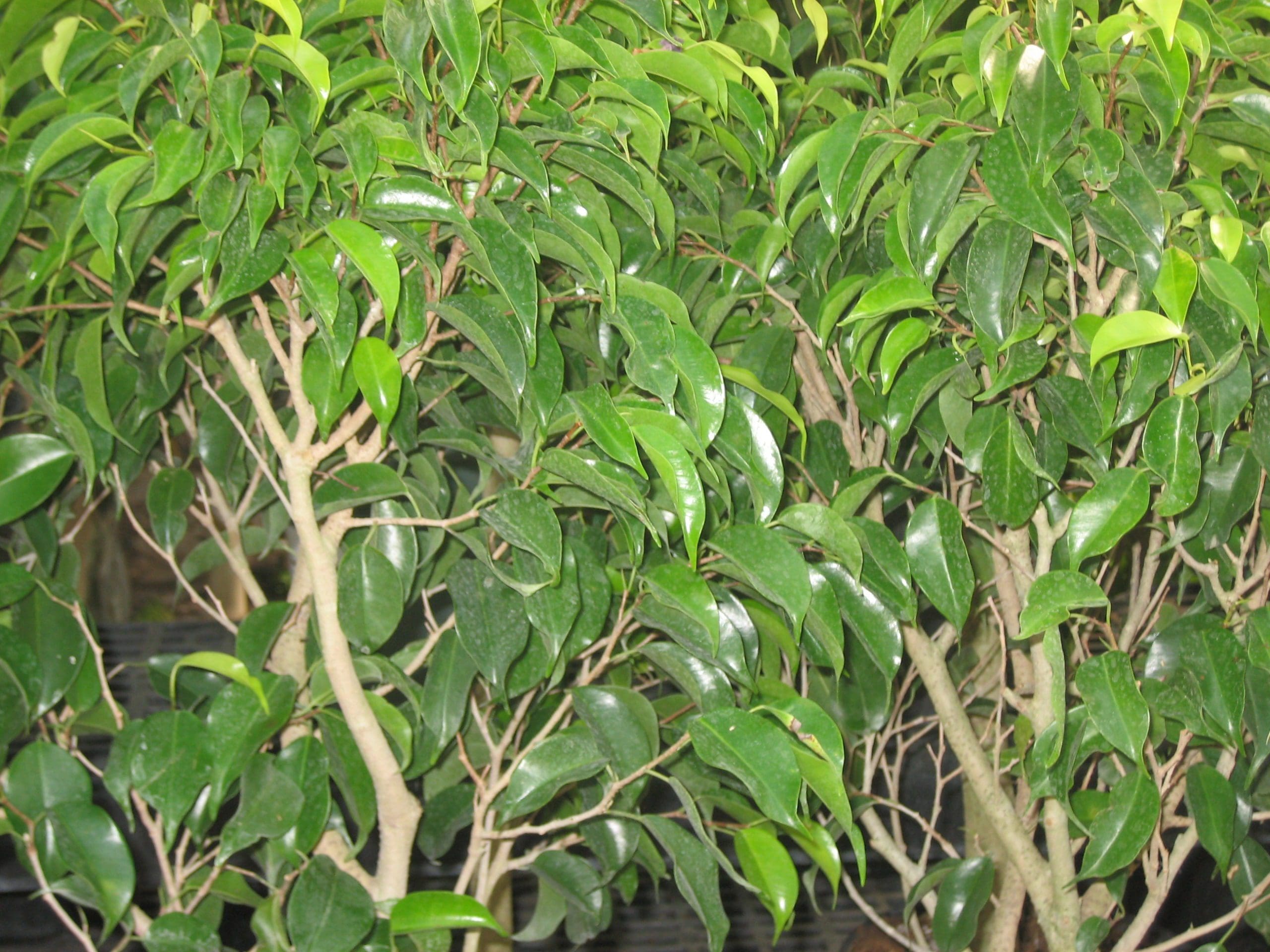 Benjamin Braided Ficus - Pahl's Market - Apple Valley, MN