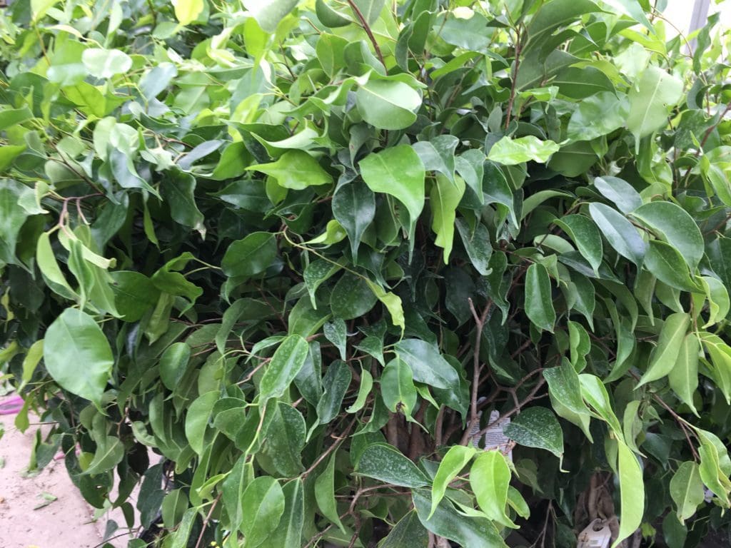 Benjamina Braided Ficus - Pahl's Market - Apple Valley, MN
