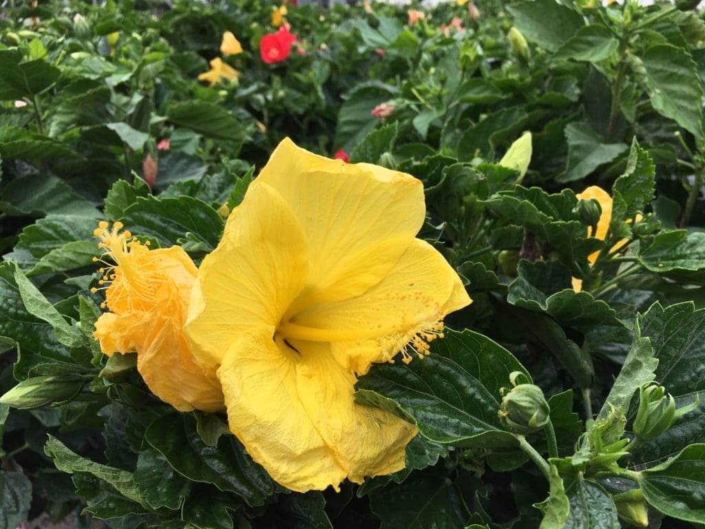 Braided Hibiscus - Pahl's Market - Apple Valley, MN