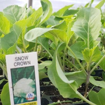 Snow Crown Cauliflower - Pahl's Market - Apple Valley, MN