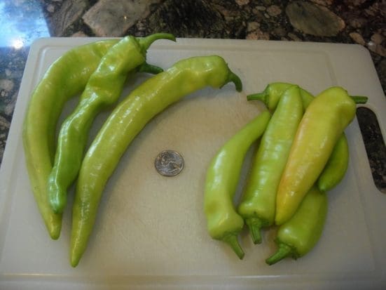 Pepper Bananarama (Sweet) (Sun) - Pahl's Market - Apple Valley, MN
