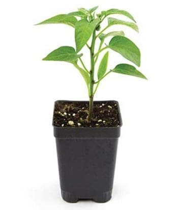 Big Daddy Hybrid Pepper (Sweet) - Pahl's Market - Apple Valley, MN