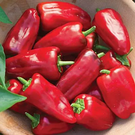 Vegetables - Shop Pahl's Online