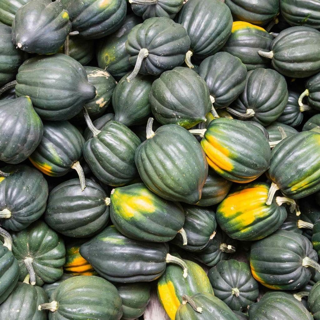 Burpee Bush Table Queen Acorn Squash - Pahl's Market - MN