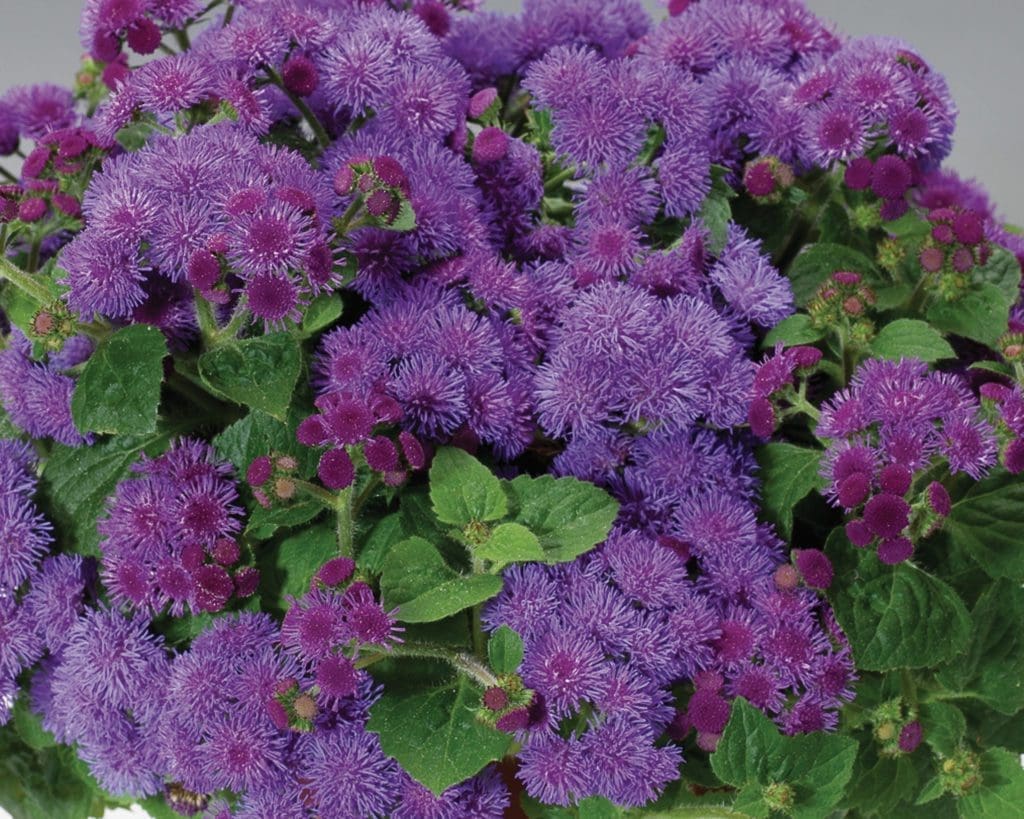 Blue Ageratum - Pahl's Market - Apple Valley, MN