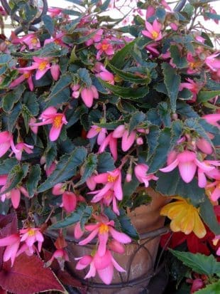 Mistral Pink Begonia - Pahl's Market - Apple Valley, MN