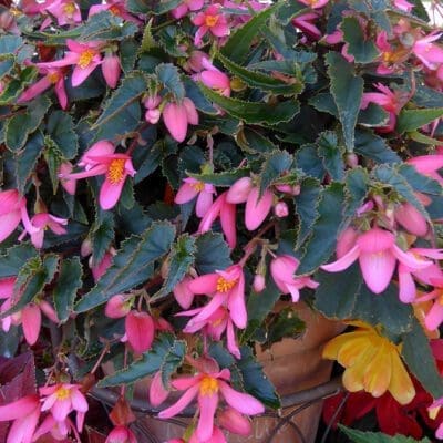Mistral Pink Begonia - Pahl's Market - Apple Valley, MN