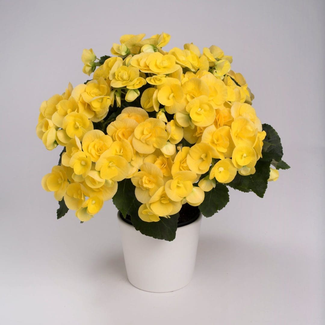 Blitz-Yellow Rieger Begonia - Pahl's Market - Apple Valley, MN