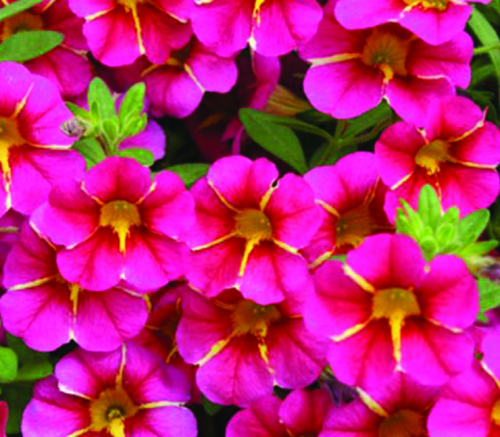 Superbells Cherry Star Calibrachoa - Pahl's Market - Apple Valley, MN