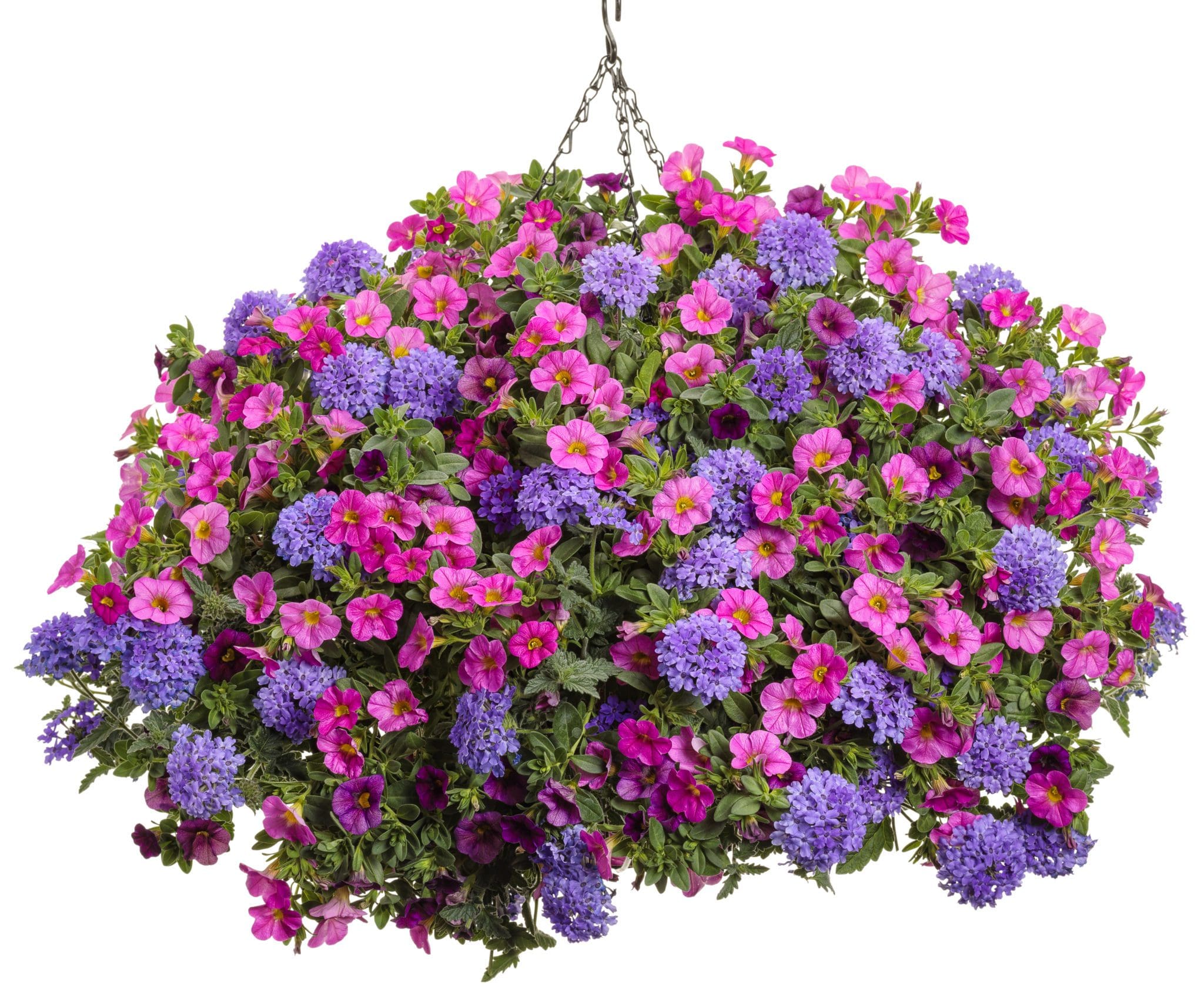 Superbells Pink Calibrachoa - Pahl's Market - Apple Valley, MN