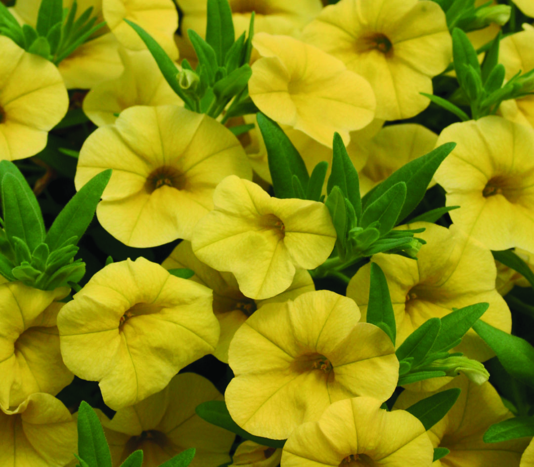 Superbells Yellow Calibrachoa - Pahl's Market - Apple Valley, MN