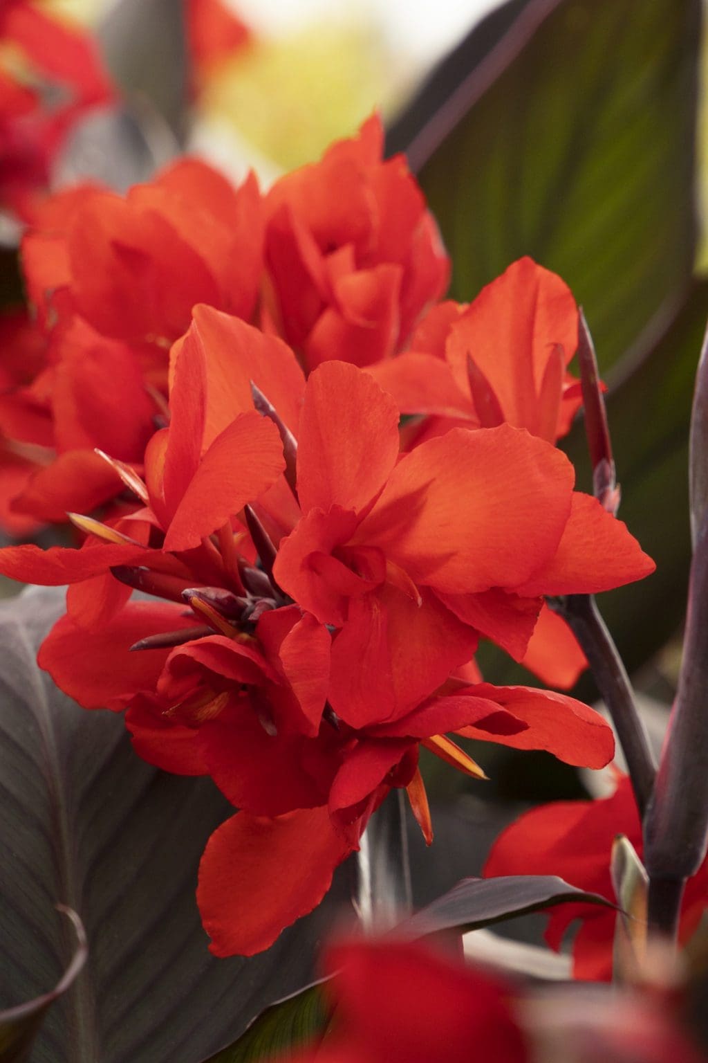 Cannova Bronze Scarlet Canna - Pahl's Market - Apple Valley, MN