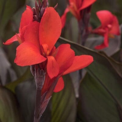 Cannova Bronze Scarlet Canna - Pahl's Market - Apple Valley, MN