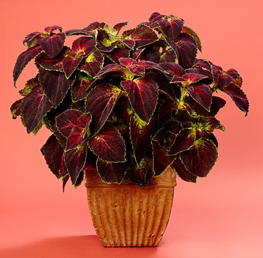 ColorBlaze Dipt in Wine Coleus - Pahl's Market - Apple Valley, MN