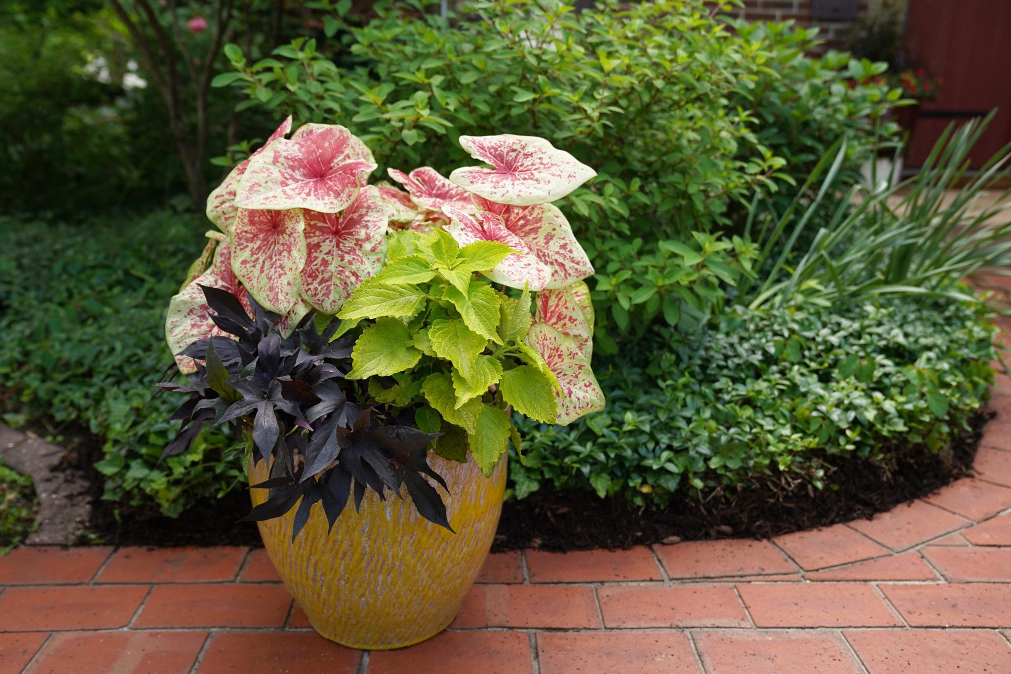 ColorBlaze Lime Time Coleus - Pahl's Market - Apple Valley, MN
