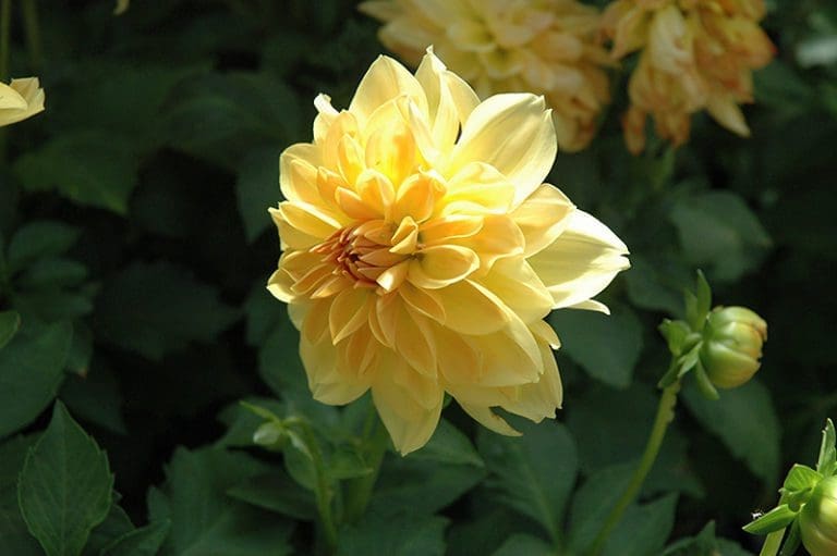 Dalina Grande Romero Dahlia - Pahl's Market - Apple Valley, MN