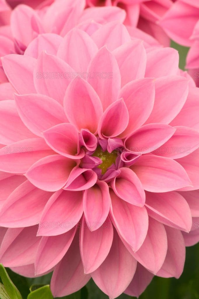 Dahlinova Lisa Dark Pink Dahlia - Pahl's Market - Apple Valley, MN
