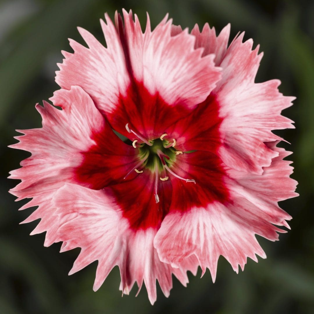 Dianthus - Shop Pahl's Online