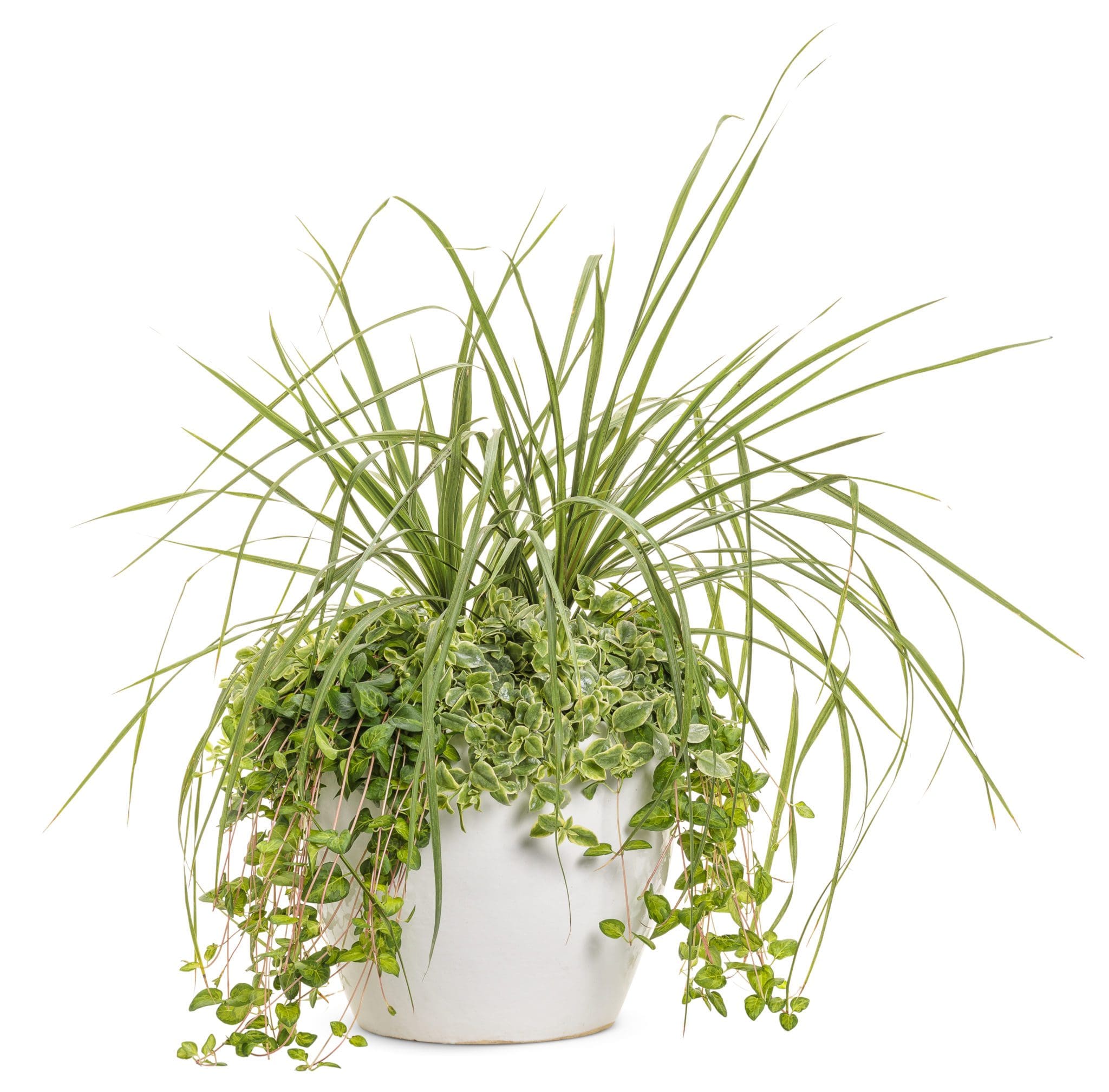 Mezoo Trailing Red Dorotheanthus - Pahl's Market - Apple Valley, MN