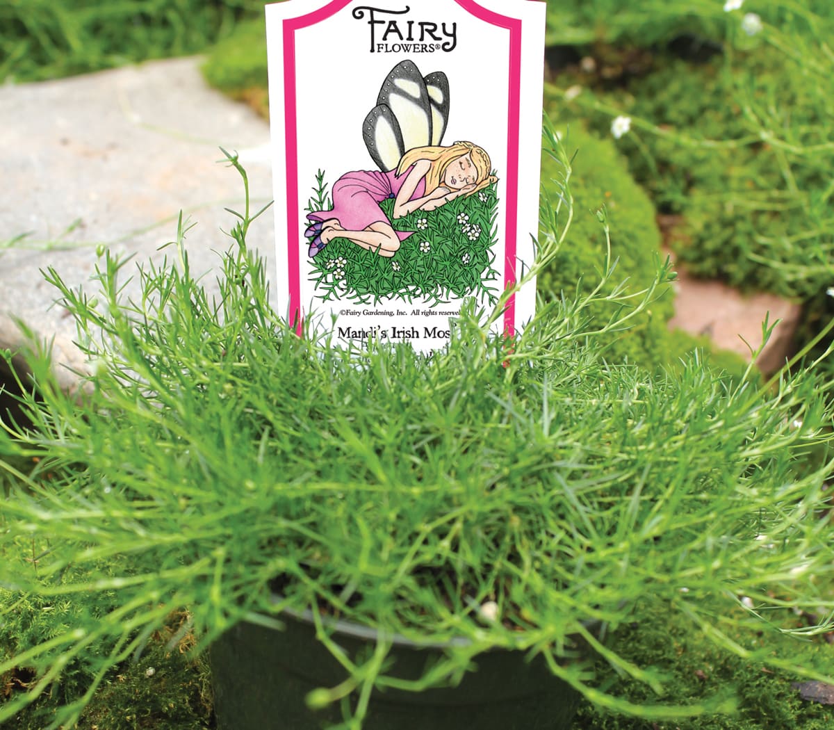 Mandi'S Irish Moss - Pahl's Market - Apple Valley, MN