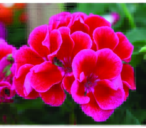 Calliope Medium Crimson Flame Geranium - Pahl's Market - Apple Valley, MN