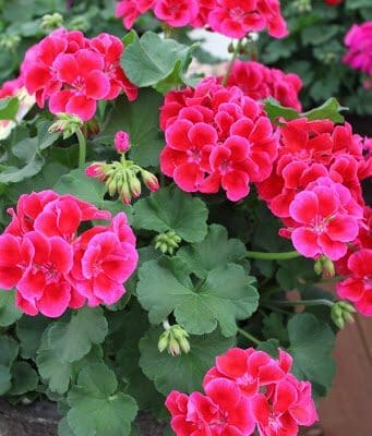 Calliope Crimson Flame Geranium - Pahl's Market - Apple Valley, MN