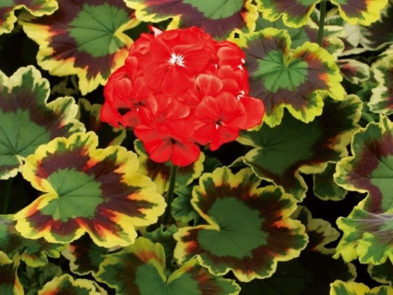 Mrs Pollock Geranium - Pahl's Market - Apple Valley, MN