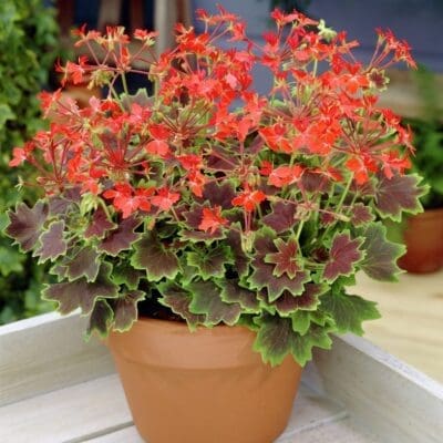 Vancouver Centennial Geranium - Pahl's Market - Apple Valley, MN