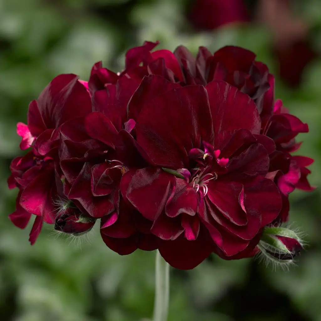Vancouver Centennial Geranium - Pahl's Market - Apple Valley, MN
