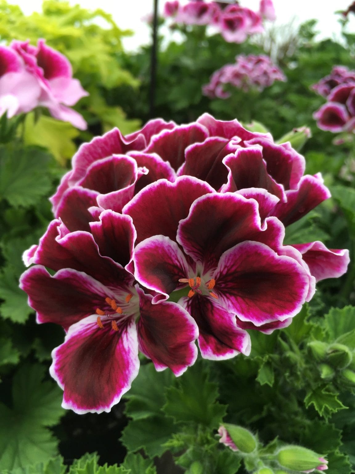 Elegance Imperial Regal Geranium - Pahl's Market - Apple Valley, MN
