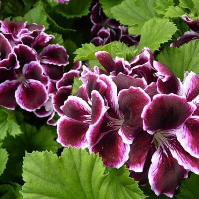 Elegance Imperial Regal Geranium - Pahl's Market - Apple Valley, MN