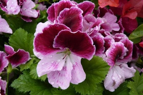 Elegance Purple Majesty Regal Geranium - Pahl's Market - Apple Valley, MN