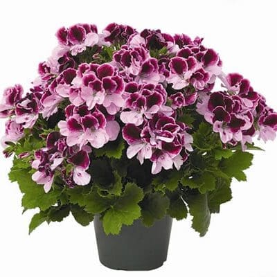 Elegance Purple Majesty Regal Geranium - Pahl's Market - Apple Valley, MN