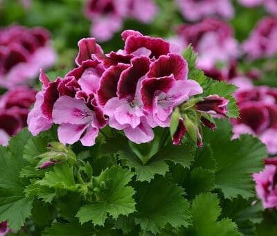 Elegance Purple Majesty Regal Geranium - Pahl's Market - Apple Valley, MN