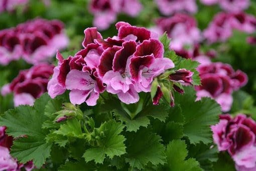 Elegance Purple Majesty Regal Geranium - Pahl's Market - Apple Valley, MN