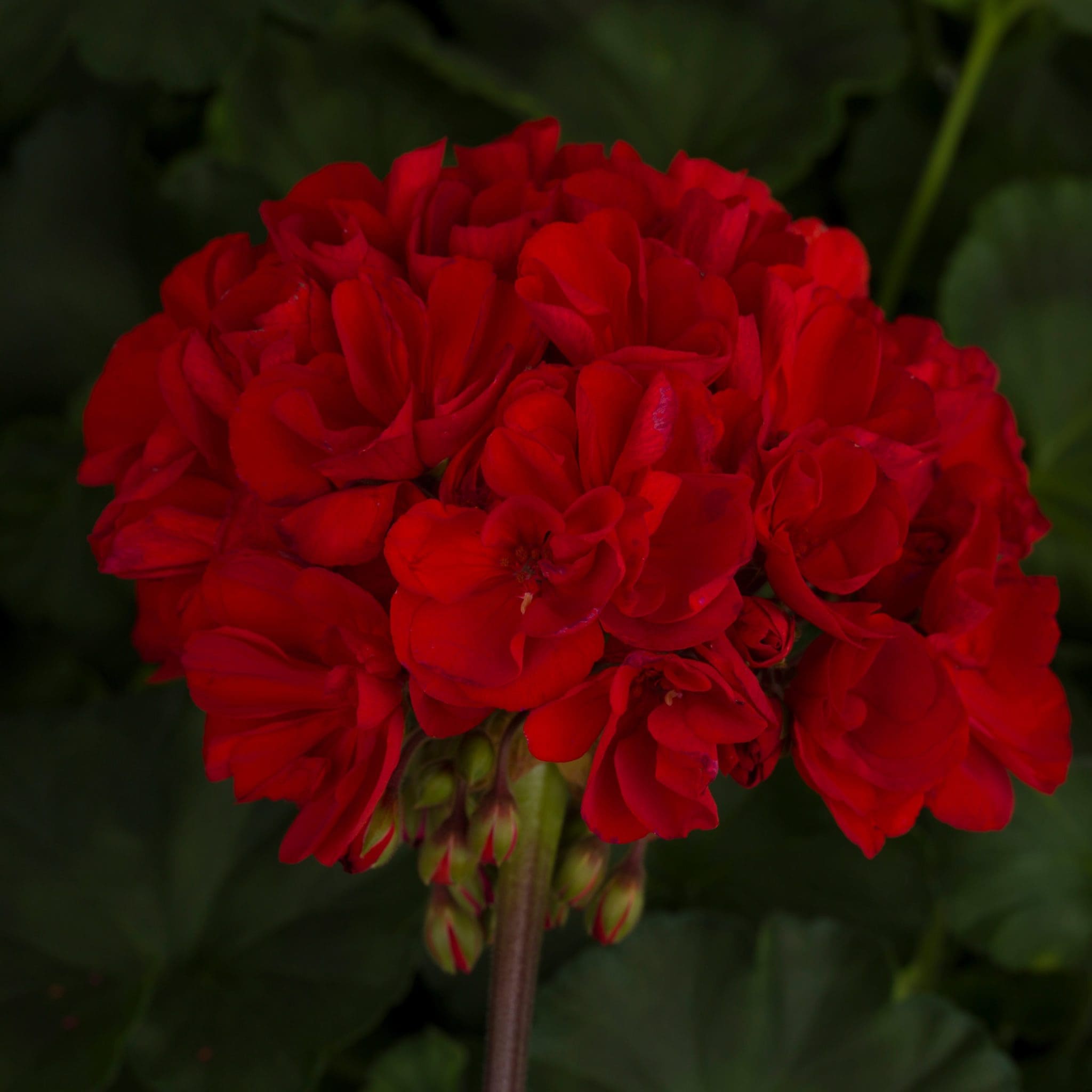 Geranium - Zonal - Shop Pahl's Online